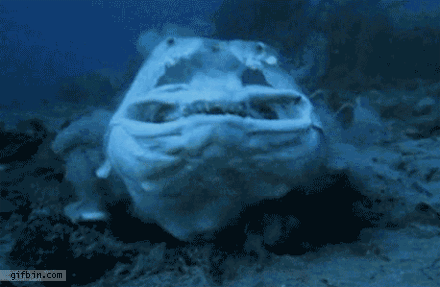 Download Animal Fish Gif