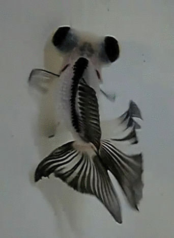 Download Animal Fish Gif