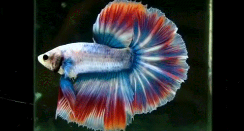 Download Animal Fish Gif