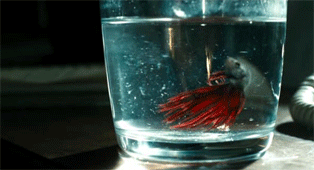 Download Animal Fish Gif