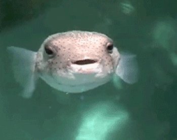 Download Animal Fish Gif
