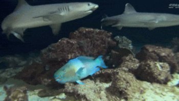 Download Animal Fish Gif