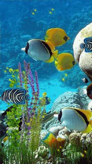 Download Animal Fish Gif