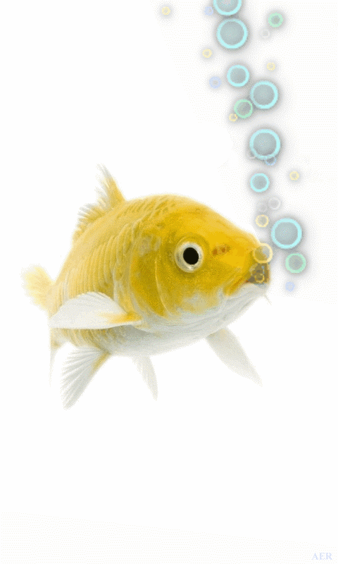 Download Animal Fish Gif