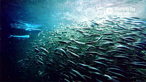 Fish Gif - Gif Abyss