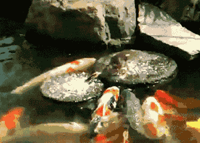 Fish Gif - Gif Abyss