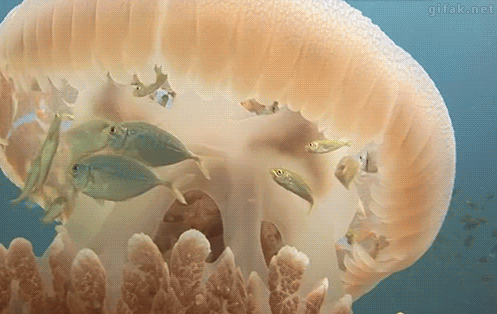 Download Animal Fish Gif - Gif Abyss