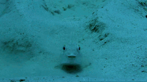 Download Animal Fish Gif