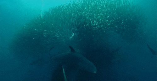 Download Animal Fish Gif
