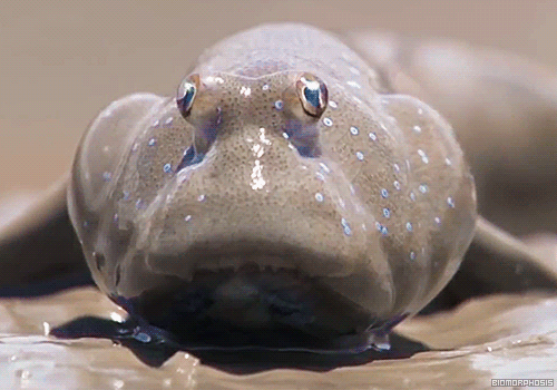 Download Animal Fish Gif