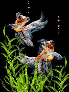 Download Animal Fish Gif