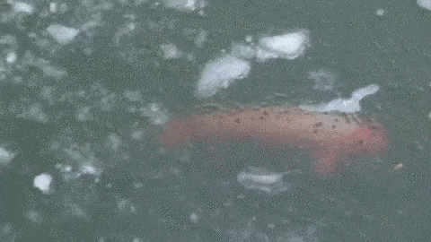 Download Animal Fish Gif