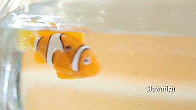 Fish Gif - Gif Abyss