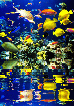 Download Animal Fish Gif