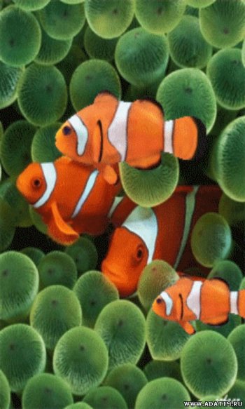 Download Animal Fish Gif