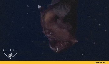 Download Animal Fish Gif