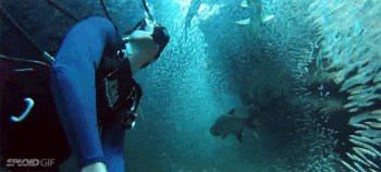 Scuba Diver Gifs