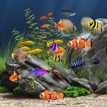 Fish Gifs