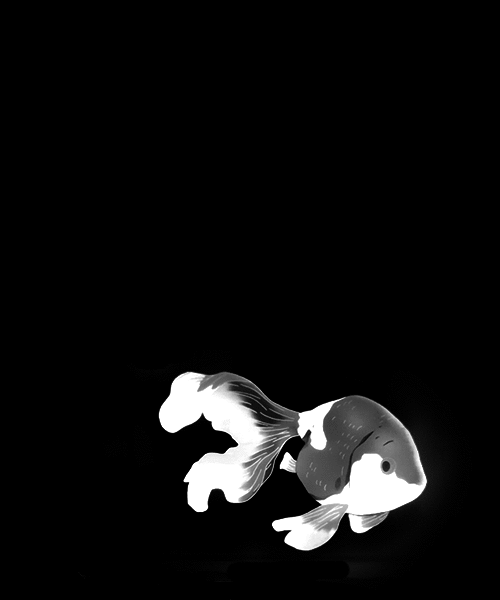 Download Animal Fish Gif - Gif Abyss