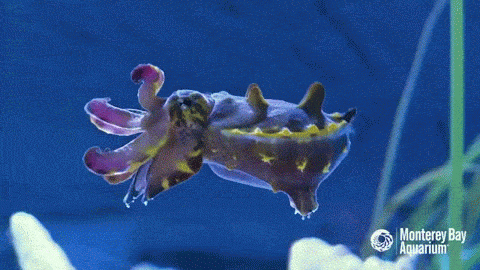 Download Animal Fish Gif - Gif Abyss