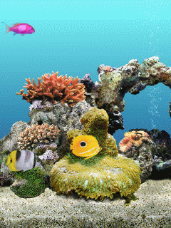 Download Animal Fish Gif