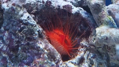 Download Animal Fish Gif