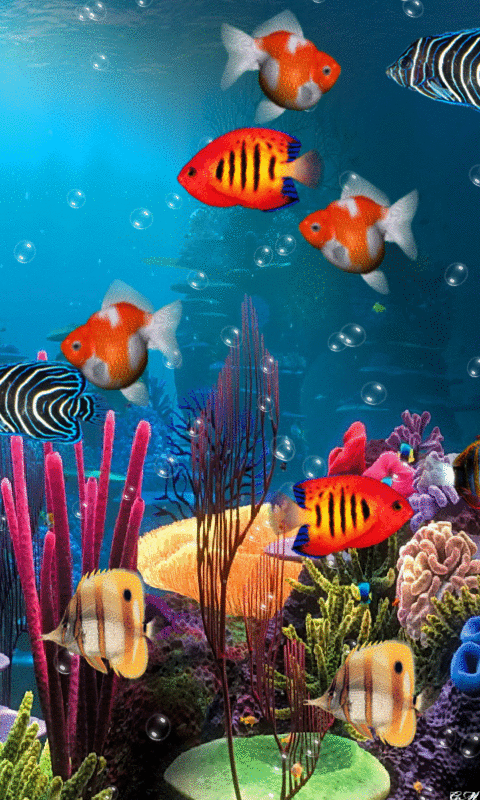 Download Animal Fish Gif
