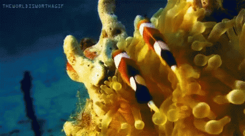 Download Animal Fish Gif