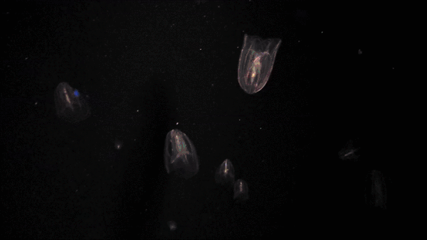 Download Animal Fish Gif