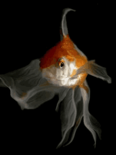 Download Animal Fish Gif