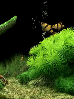 Download Animal Fish Gif