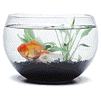 Download Animal Fish Gif