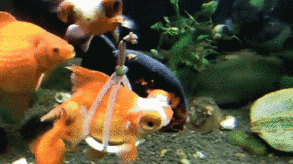 Download Animal Fish Gif