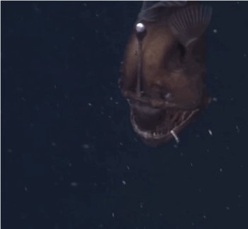 Download Animal Fish Gif