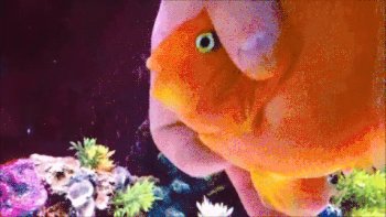 Download Animal Fish Gif