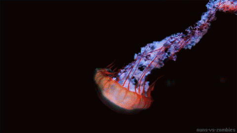 Download Animal Jellyfish Gif