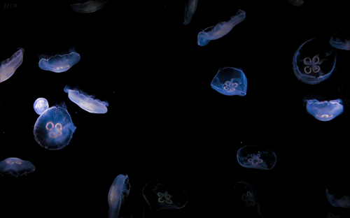 Download Animal Jellyfish Gif
