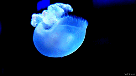 Jellyfish Gif - Gif Abyss