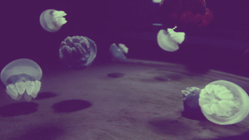 Download Animal Jellyfish Gif