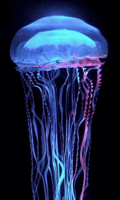 Download Animal Jellyfish Gif