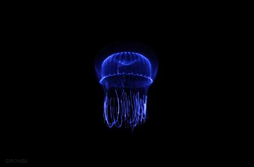 Download Animal Jellyfish Gif