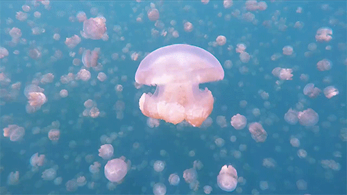 Download Animal Jellyfish Gif