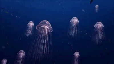 Download Animal Jellyfish Gif