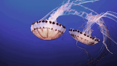 Jellyfish Gif - Gif Abyss