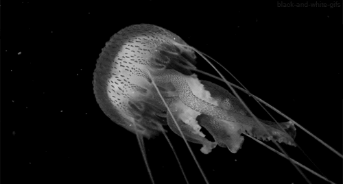 Download Animal Jellyfish Gif