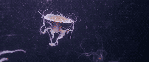 Download Animal Jellyfish Gif