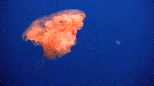 Moving Pictures Of Animals Gif