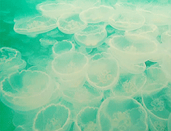 Download Animal Jellyfish Gif