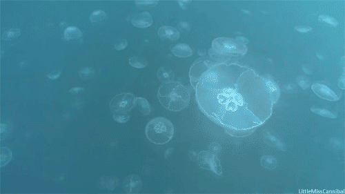 Download Animal Jellyfish Gif