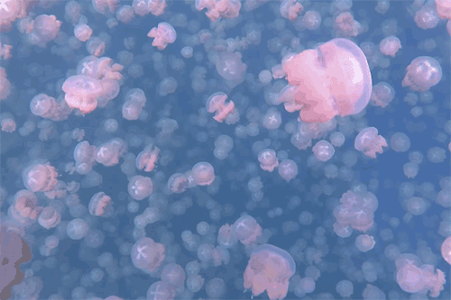 Download Animal Jellyfish Gif